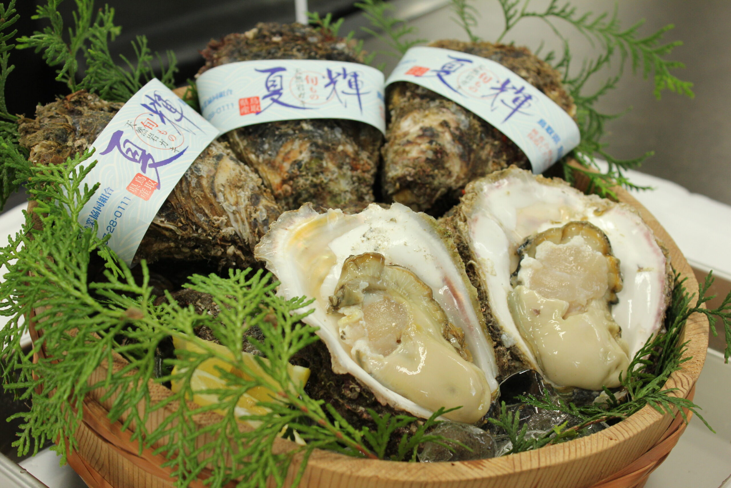 Tottori Tourism Guide